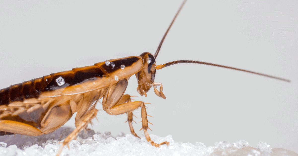 What Causes Roaches in a Clean House? Some Will Surprise You!