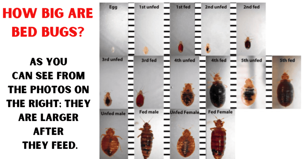 Bedbug Size