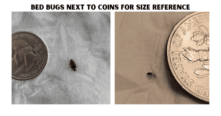 How Big Are Bed Bugs? A Quick Guide to Their Size