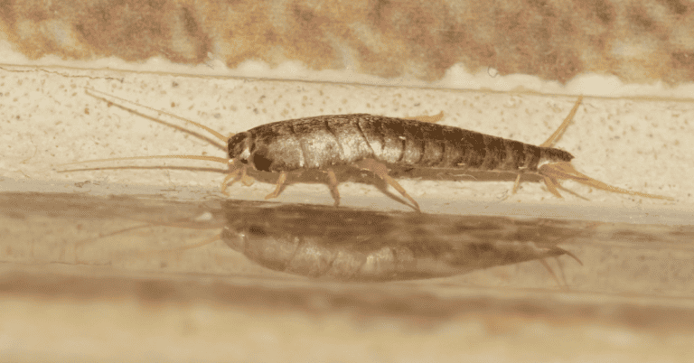 Bugs in Clothes: 10 Examples and How to Deal with Them