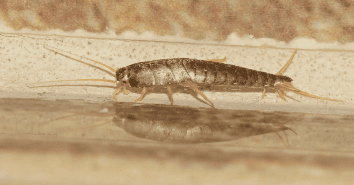 Bugs in Clothes: 10 Examples and How to Deal with Them