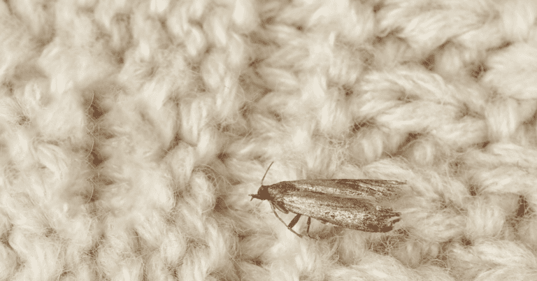 Bugs in Clothes: 10 Examples and How to Deal with Them