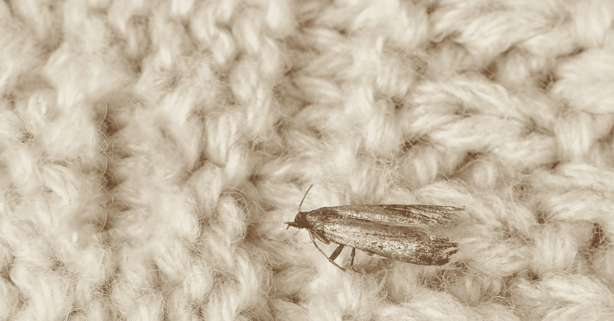 Bugs in Clothes: 10 Examples and How to Deal with Them