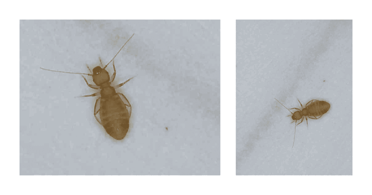 Bugs in Clothes: 10 Examples and How to Deal with Them