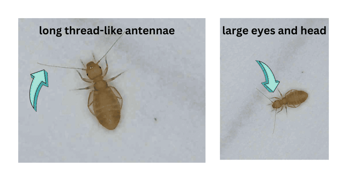 What Are Booklice? A Quick Guide to These Tiny Creatures What Are Booklice? A Quick Guide to These Tiny Creatures