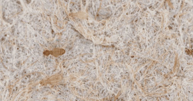 What Are Booklice? A Quick Guide to These Tiny Creatures