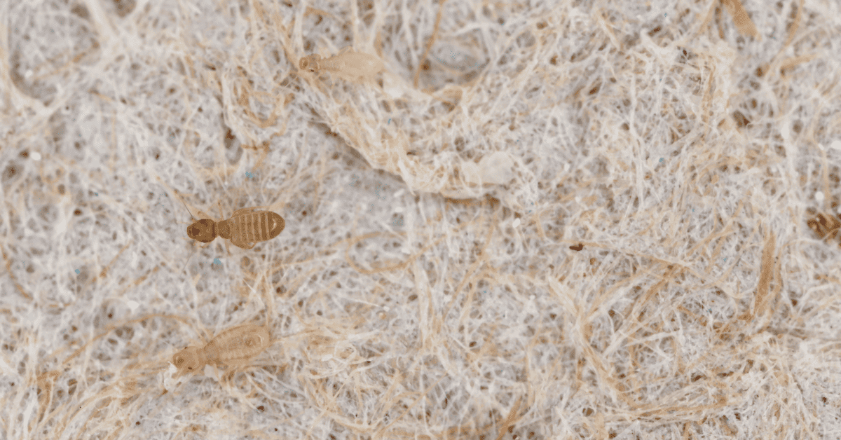 What Are Booklice? A Quick Guide to These Tiny Creatures