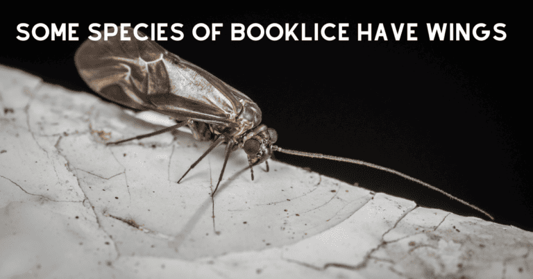 What Are Booklice? A Quick Guide to These Tiny Creatures