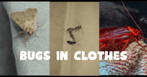 Bugs in Clothes: 10 Examples and How to Deal with Them