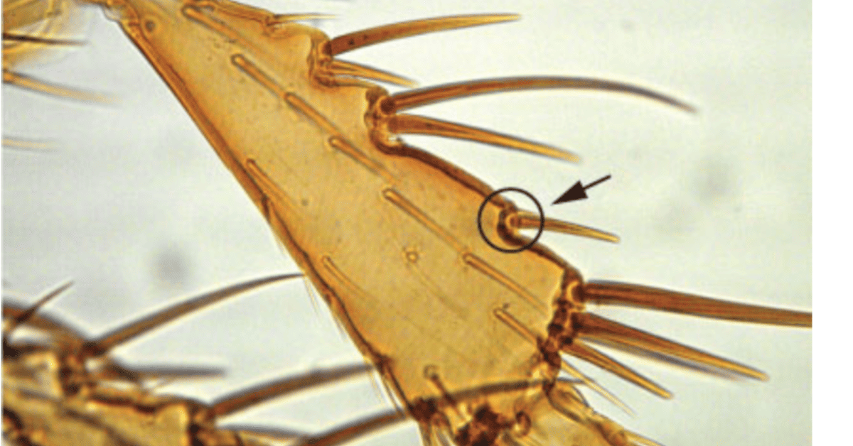 Are cat fleas and dog fleas the same?