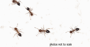 12 Examples of Brown Bugs In A House: An Identification Guide