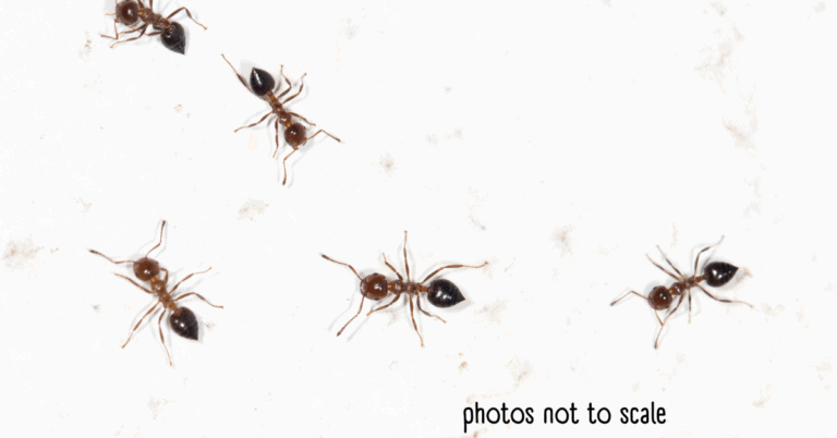 12 Examples of Brown Bugs In A House: An Identification Guide