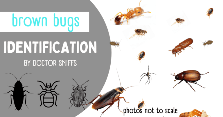 12 Examples of Brown Bugs In A House: An Identification Guide