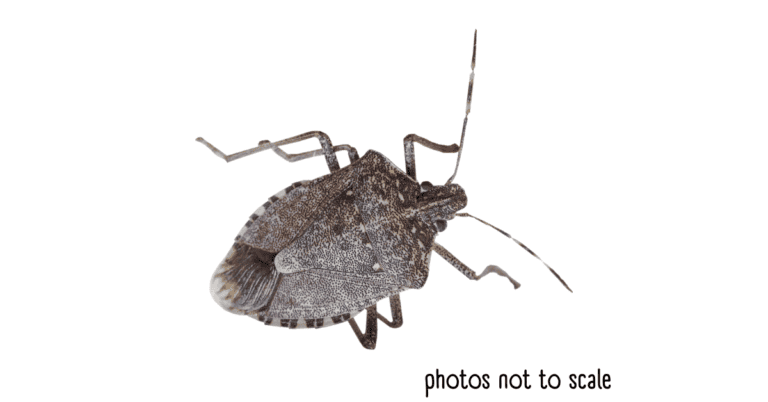 12 Examples of Brown Bugs In A House: An Identification Guide