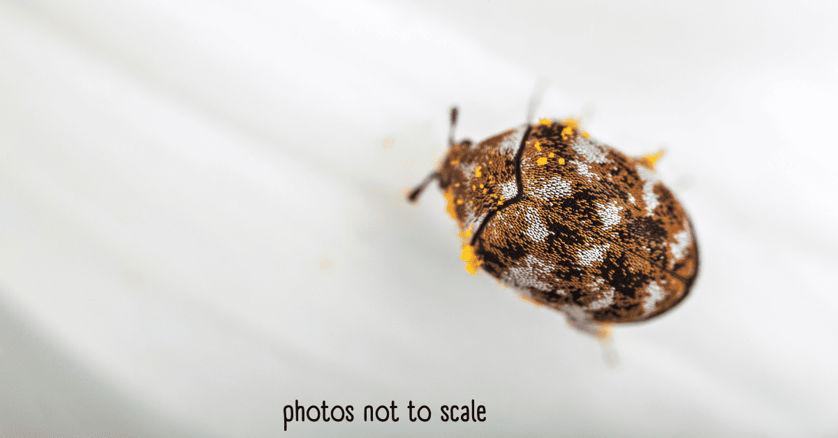 12 Examples of Brown Bugs In A House: An Identification Guide