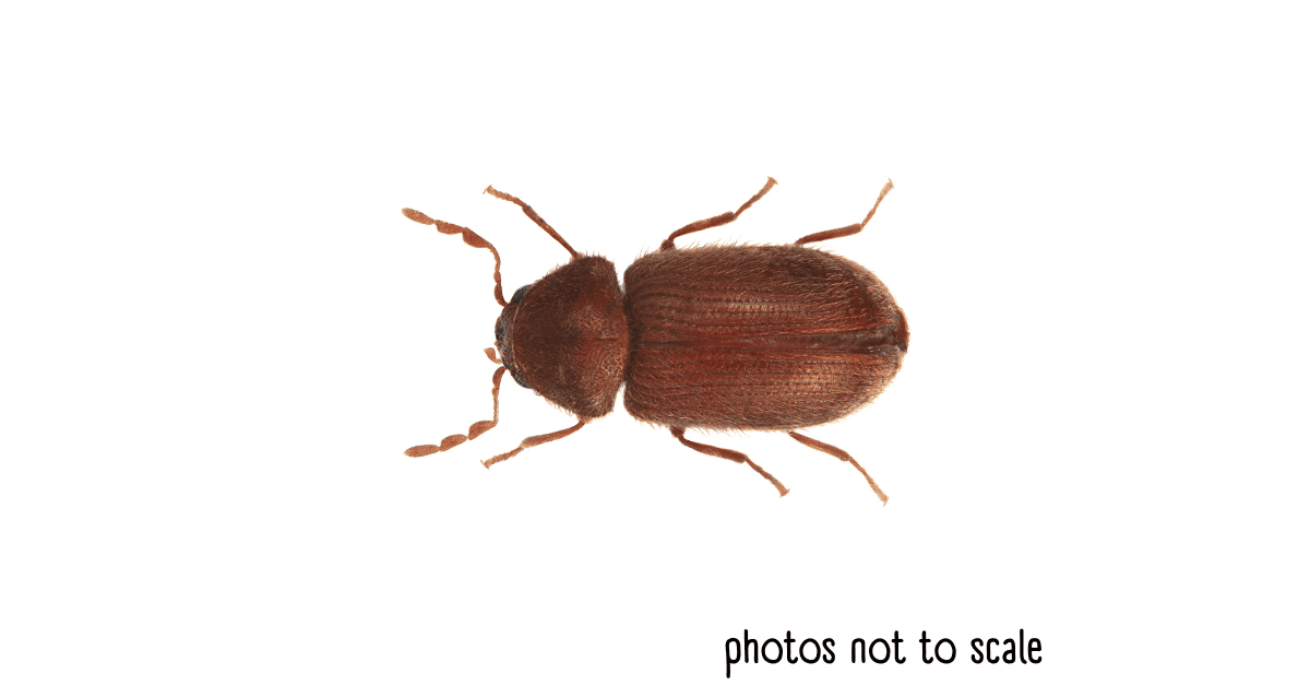 12 Examples of Brown Bugs In A House: An Identification Guide