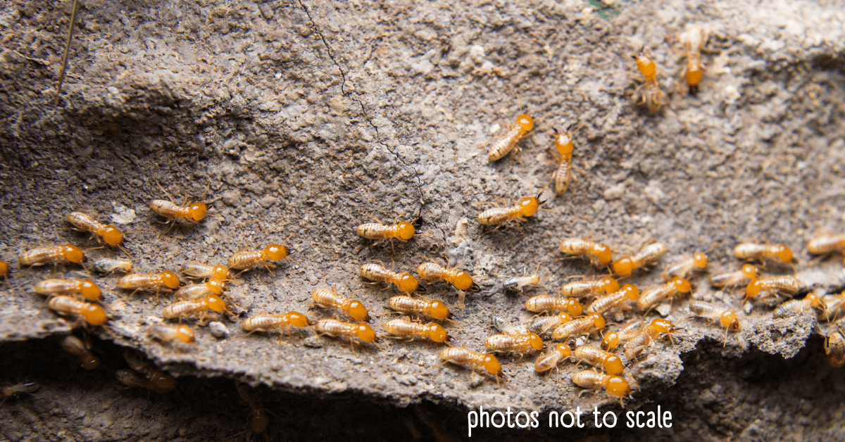 12 Examples of Brown Bugs In A House: An Identification Guide