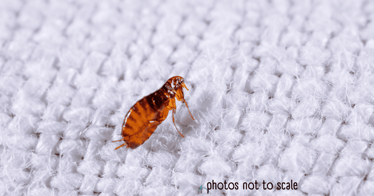 12 Examples of Brown Bugs In A House: An Identification Guide