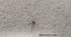 12 Examples of Brown Bugs In A House: An Identification Guide