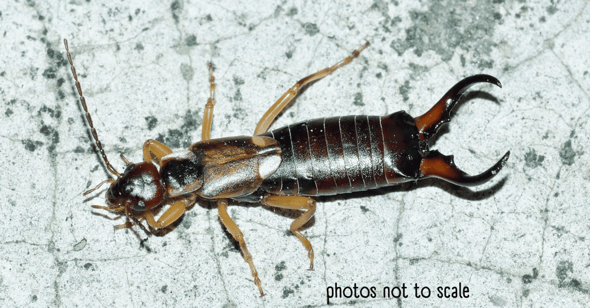 12 Examples of Brown Bugs In A House: An Identification Guide