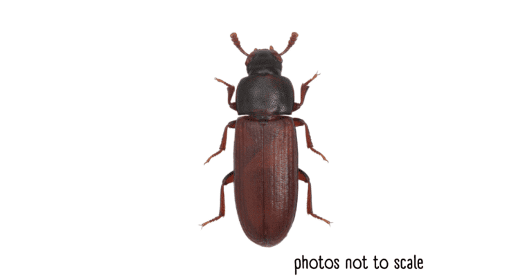12 Examples of Brown Bugs In A House: An Identification Guide