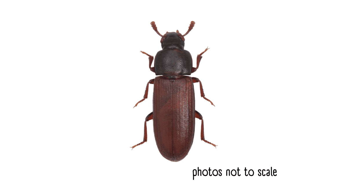 12 Examples of Brown Bugs In A House: An Identification Guide