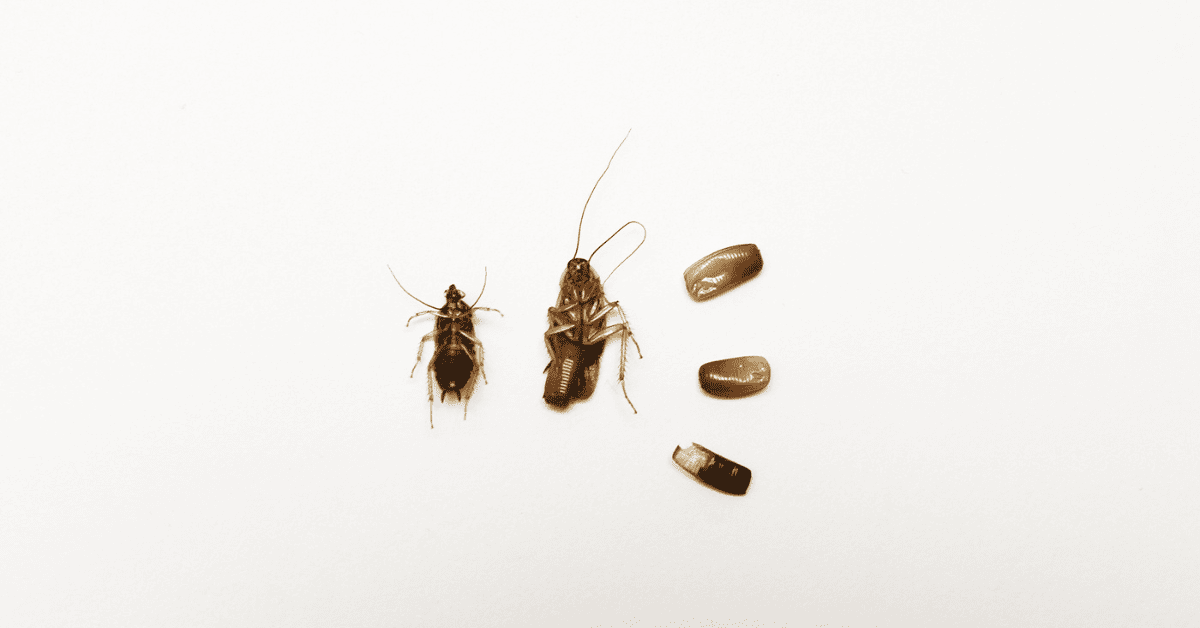 German Roaches: Best Prevention Tips + Quick Facts