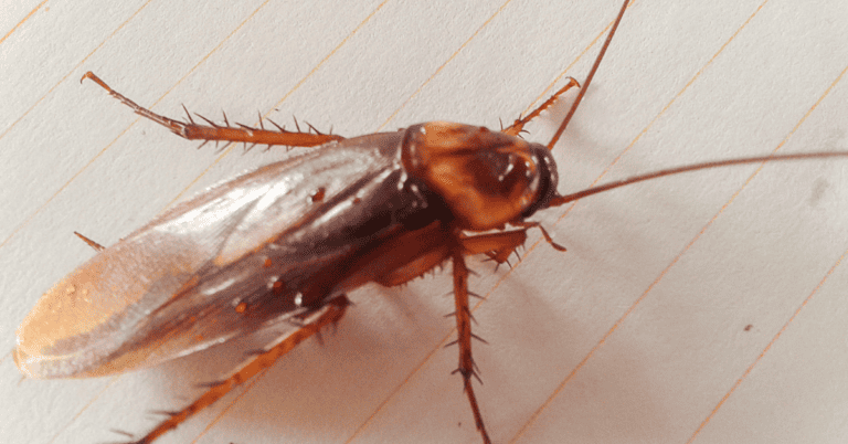 Water Bug VS Cockroach: 9 Key Differences Explained