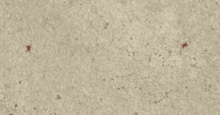 what are Concrete Mites: Ultimate Guide!