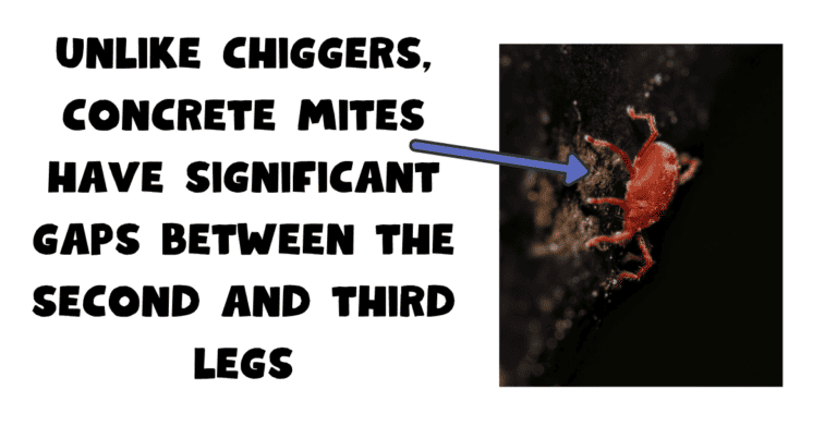 what are Concrete Mites: Ultimate Guide!