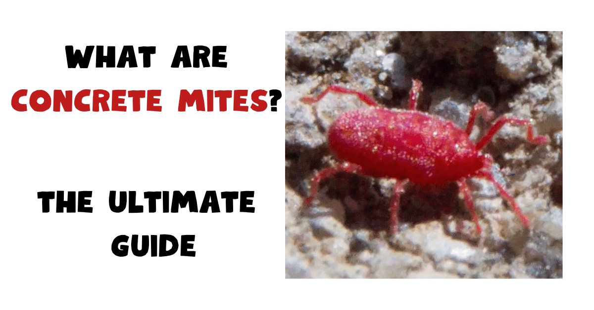 Dust Mites Vs Bed Bugs A Complete Guide With Photos