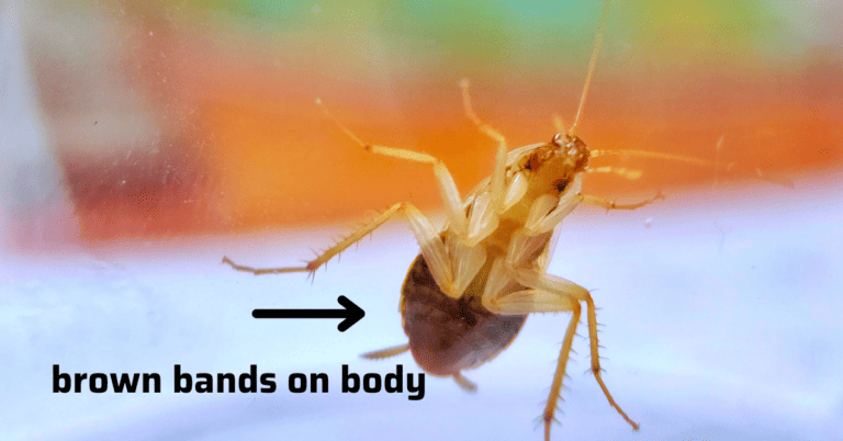 What is a Brown-Banded Cockroach? How to ID Them