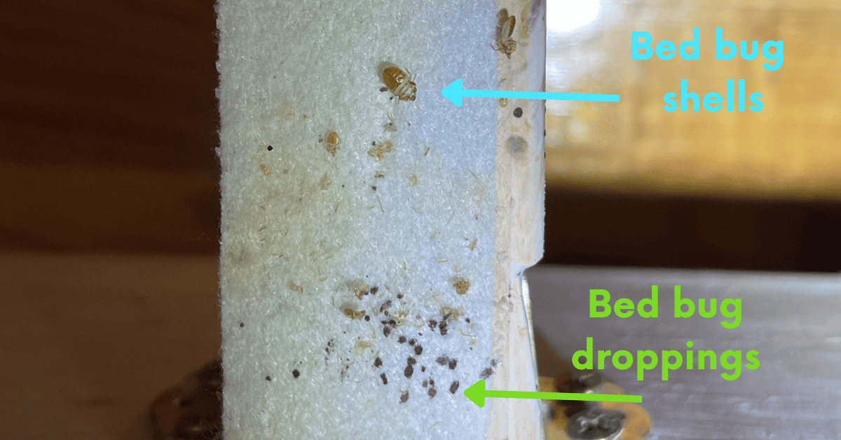 Top Signs for Identifying A Few Bed Bugs VS Infestation