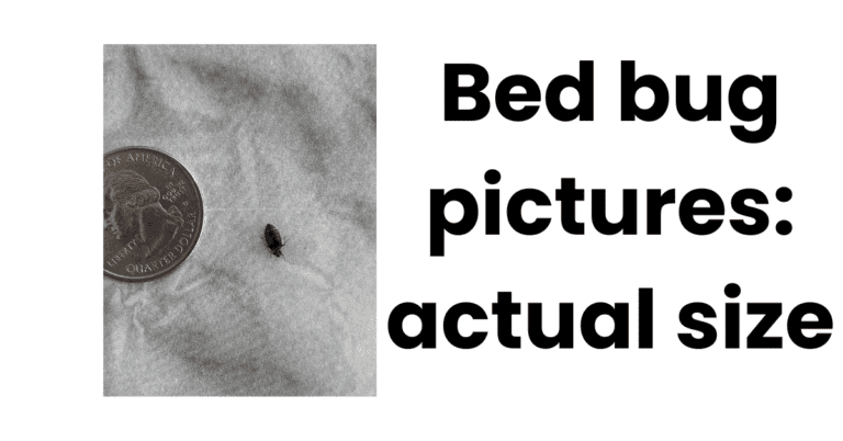 What Does A Bed Bug Look Like? Real Life Images of Bed Bugs