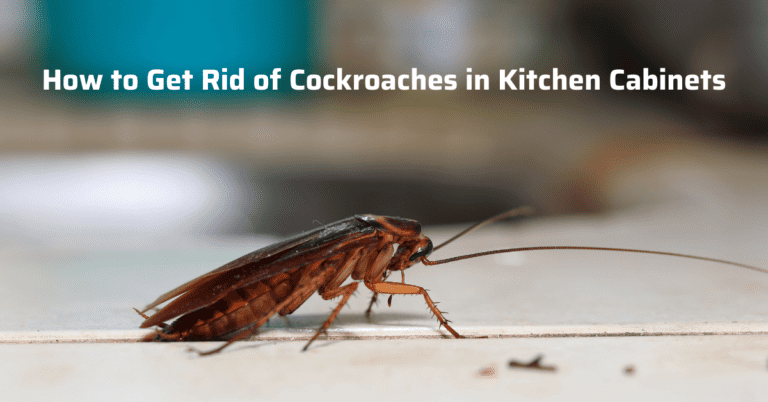 Ideas for How to Get Rid of Cockroaches in Kitchen Cabinets