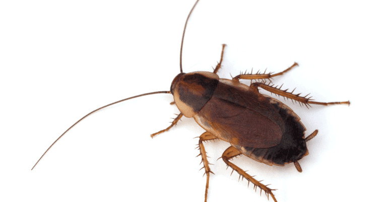 Can Roaches Fly? 8 Fascinating Species of Flying Roaches!