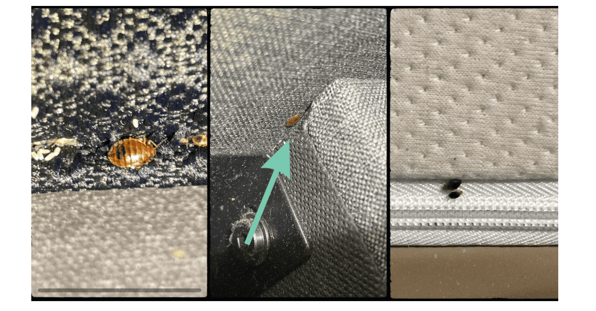 What Does A Bed Bug Look Like? Real Life Images of Bed Bugs