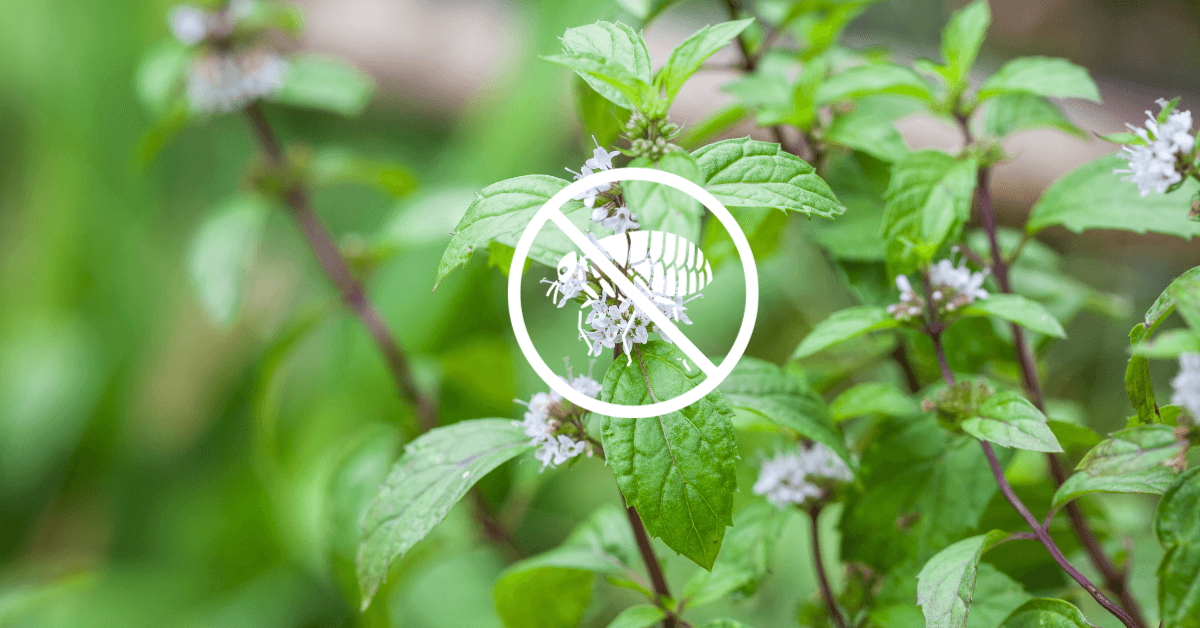 16 Plants That Repel Fleas Naturally