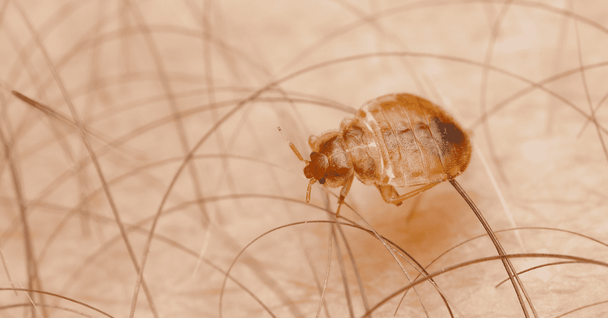 What to Wear to Prevent Bed Bug Bites: Tips and Myths