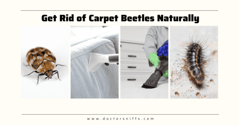 Get Rid of Carpet Beetles Naturally: Easy Solutions