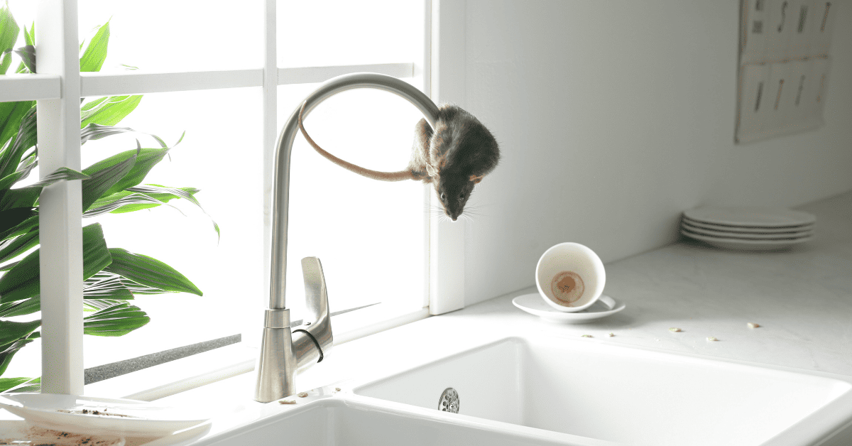 Smart Pantry Strategies for a Pest-Free Kitchen