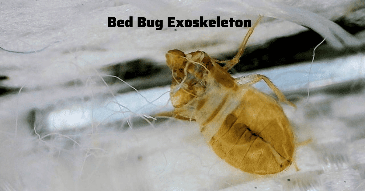 How Common Are Bed Bugs In Hotels? Do All Hotels Have Them?
