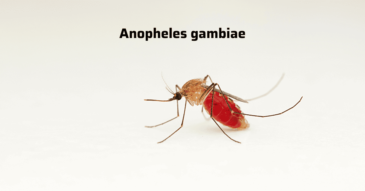 Types of Mosquitoes: Identifying Common Species