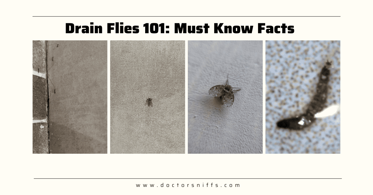 Drain Flies 101: Must Know Facts for Getting Rid of Them