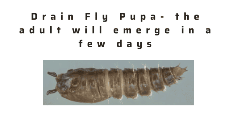 Drain Flies 101: Must Know Facts for Getting Rid of Them