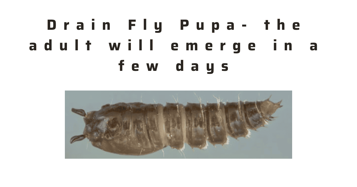 Drain Flies 101: Must Know Facts for Getting Rid of Them