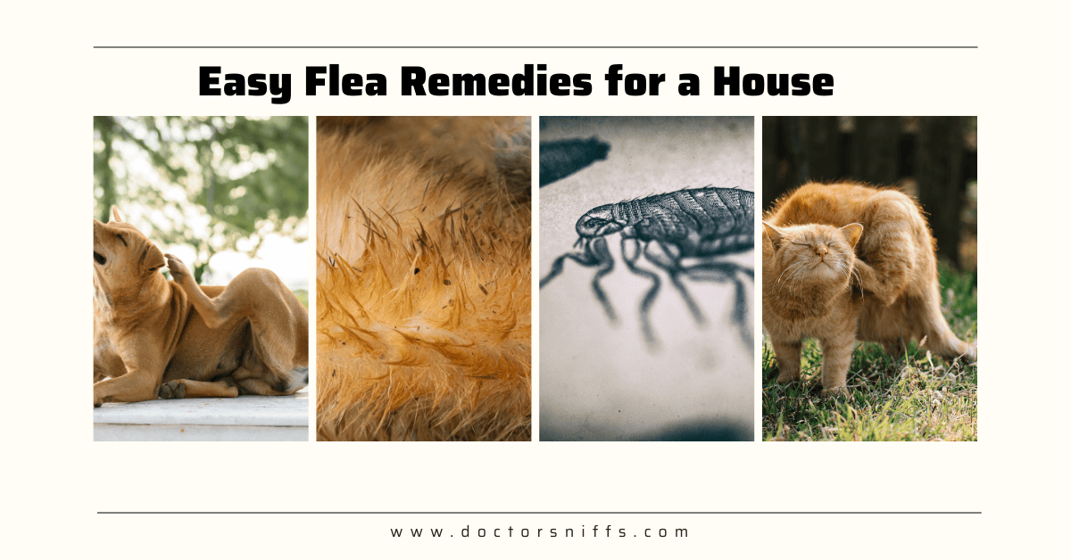 Easy Flea Remedies for a House - Natural Solutions