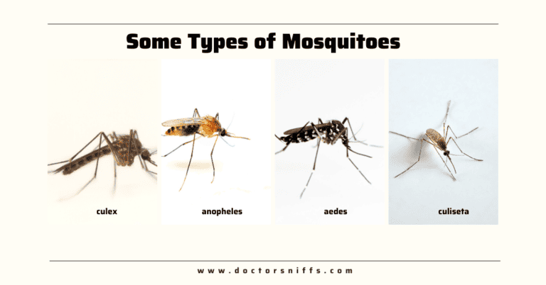 Types of Mosquitoes: Identifying Common Species