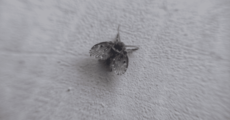 Drain Flies 101: Must Know Facts for Getting Rid of Them