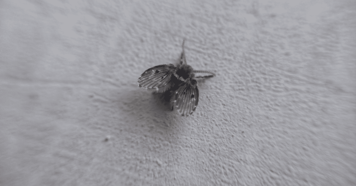 Drain Flies 101: Must Know Facts for Getting Rid of Them